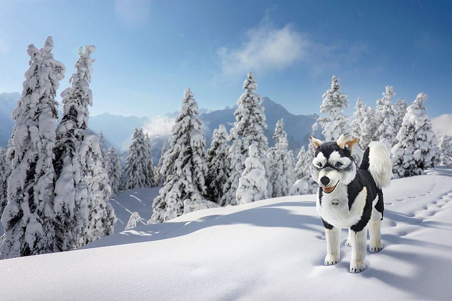 Steiff Studio Husky 502996 | Ashby Bears Steiff UK authorised dealer